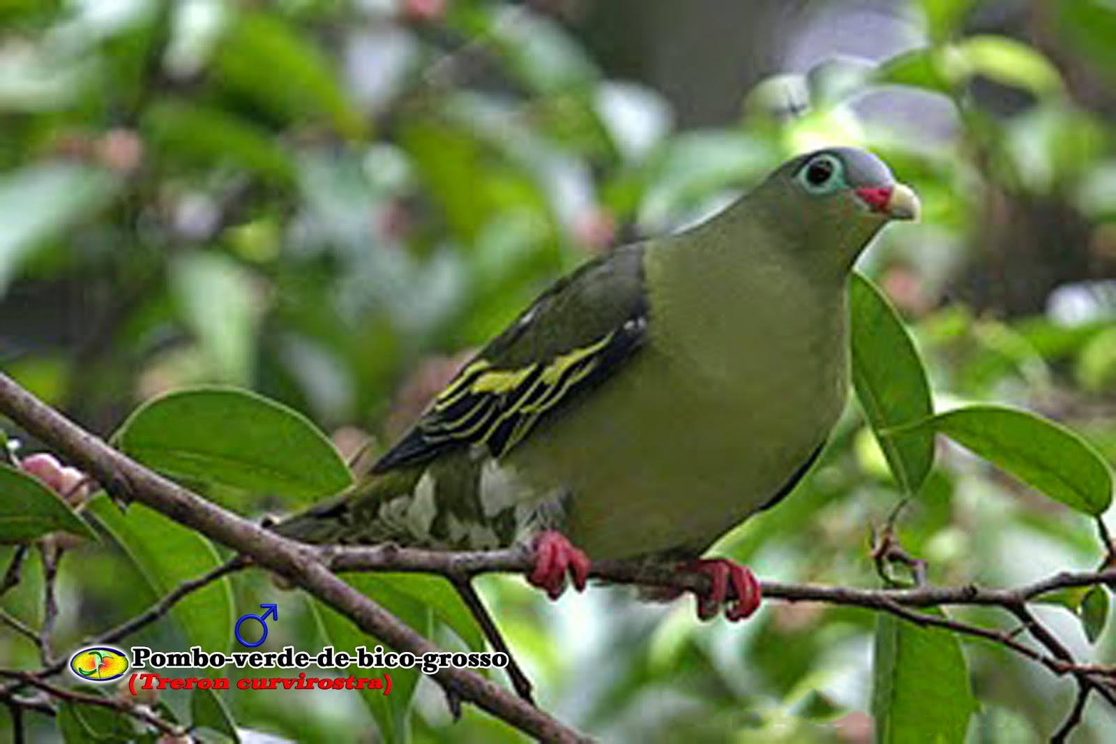 ORNITOLOGIA: Pombo-verde-de-bico-grosso (Treron curvirostra)